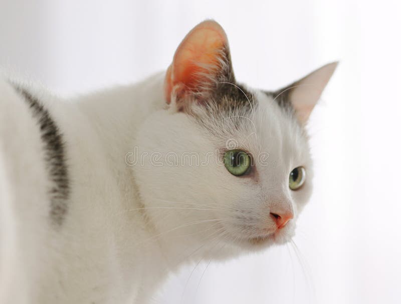 Closeup Portrait of Young White Cat with Empty Space for Text Stock ...