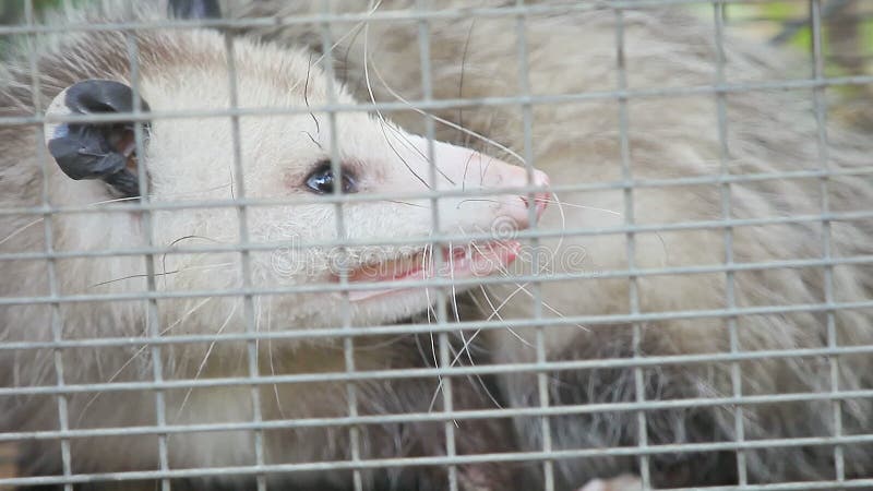 Human trap with possum stock video. Video of wildlife - 160209581