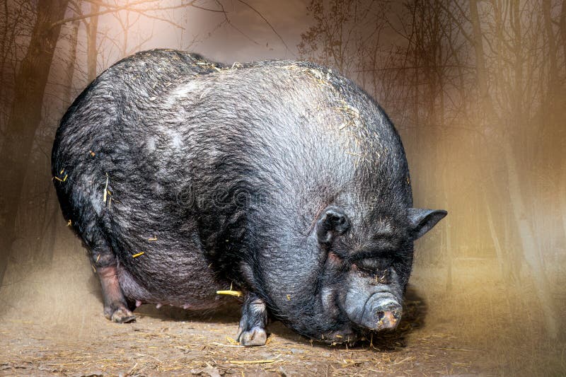 Closeup of a Pot Bellied Pig Stock Photo - Image of single, nature ...