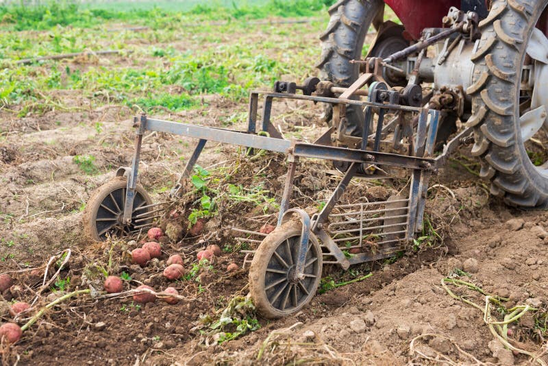 Potato Digger Machine Working on Field, Lifting Potatoes from Soil ...