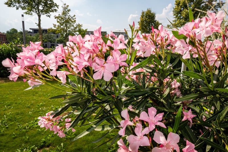 Potted Oleanders Stock Photos - Free & Royalty-Free Stock Photos from ...