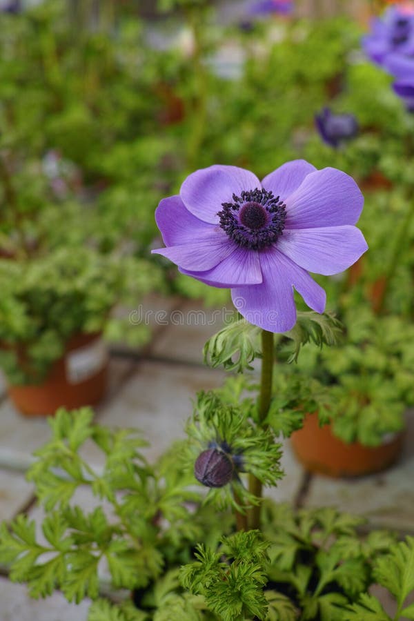 Closeup of an Potted Plant Purple Ranunculus Flower Stock Image - Image ...