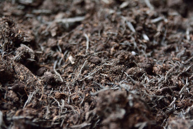 Closeup of Potting Soil, Compost Mixture Stock Photo - Image of organic ...