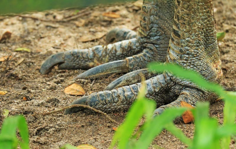 Closeup of Legs and Sharp Claws, a Natural Weapons of Cassowary Stock ...