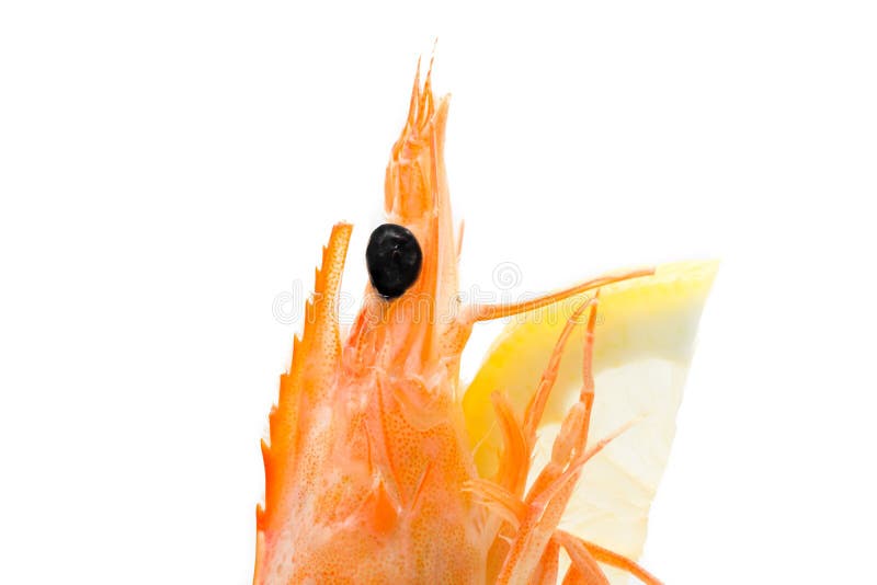 Closeup of a Prawn Under the Lights Isolated on a White Background ...