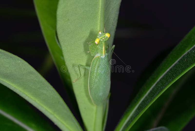 Praying Mantis Camouflage on Back of Green Leaf Stock Photo - Image of ...