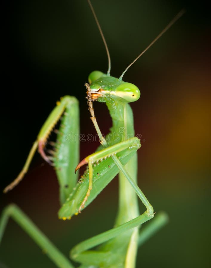 Closeup of a Praying Mantis Stock Photo - Image of garden, wildlife ...