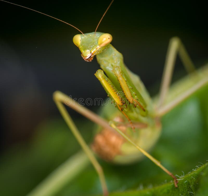 Closeup of a Praying Mantis Stock Image - Image of praying, nature ...