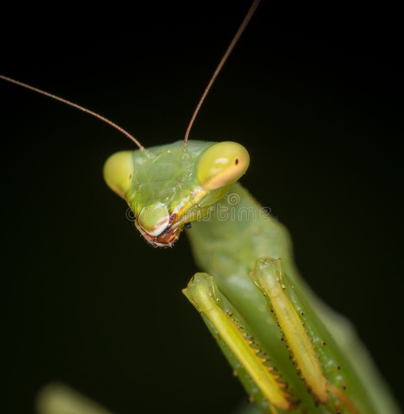 Closeup of a Praying Mantis Stock Image - Image of insect, damselfly ...