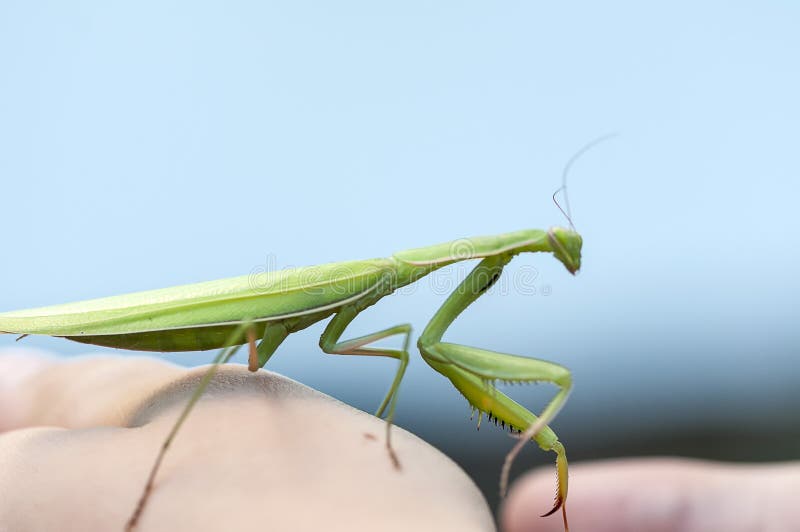 Closeup of a Praying Mantis Front Legs Stock Photo - Image of carnivore ...