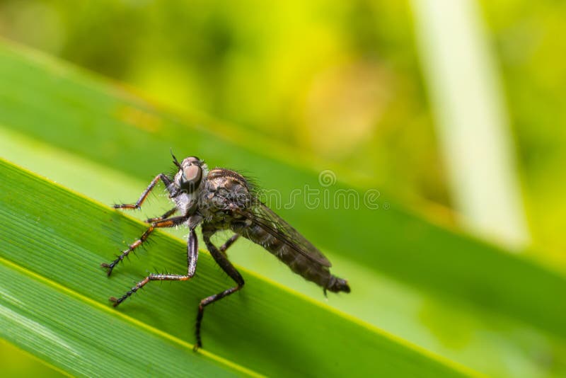 Closeup on a Predator Common Awl Robberfly Neoitamus Cyanurus Sitting ...