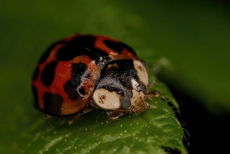 Closeup of a Pretty Ladybug Standing on a Green Leaf Stock Image ...