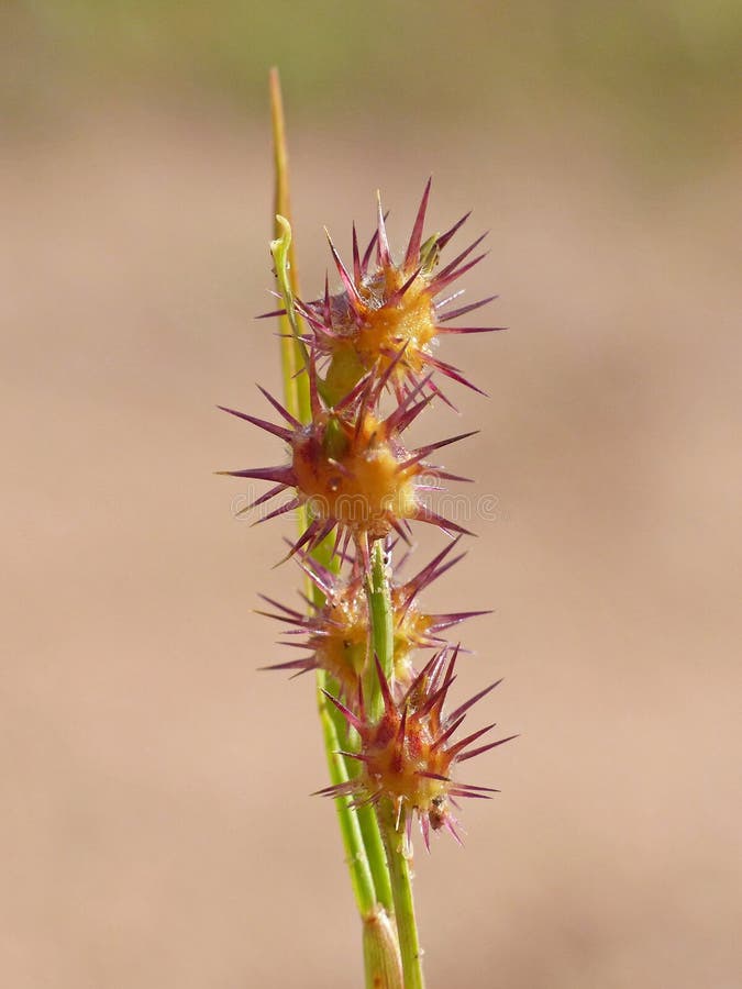 Pricker Plant 2 stock photo. Image of nature, green - 139947396