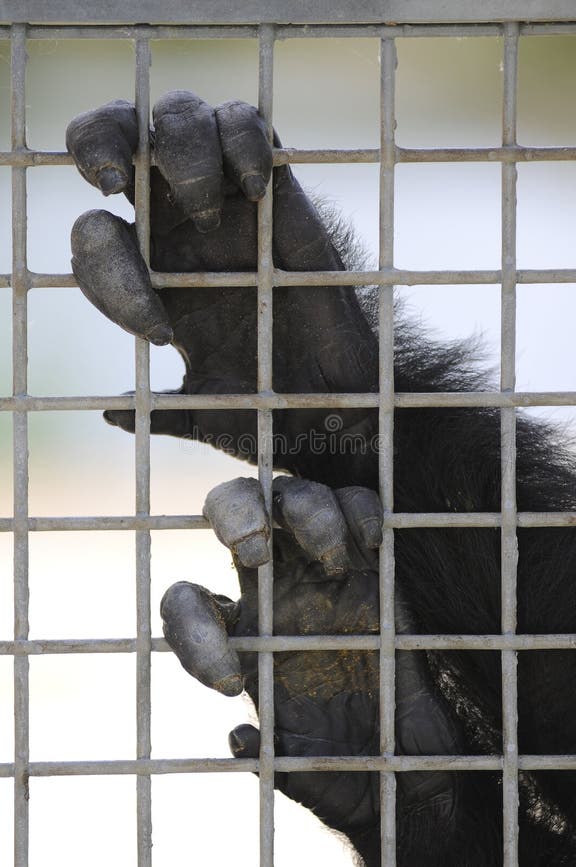 Closeup primates hands stock photo. Image of grasp, conceptual - 9660116