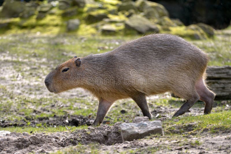 Capybara walking on grass stock photo. Image of america - 304774926