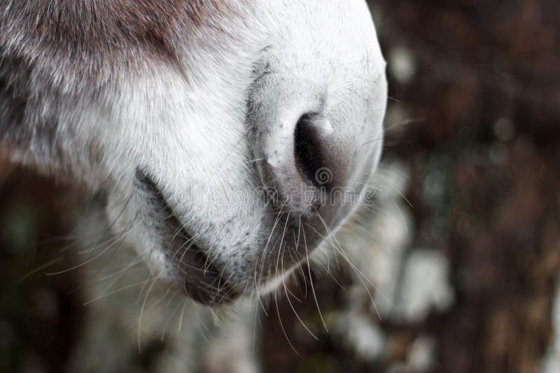 Closeup of the Profile of a Donkey S Nose and Beards Stock Image ...