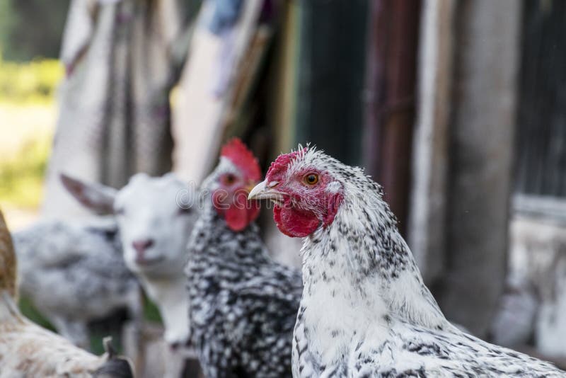 3,974 Hen Profile Chicken Stock Photos - Free & Royalty-Free Stock ...