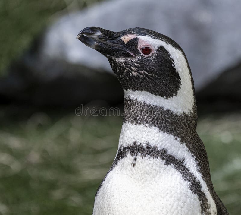 Closeup Profile of a Penguin Showing Red Eye Stock Photo - Image of ...