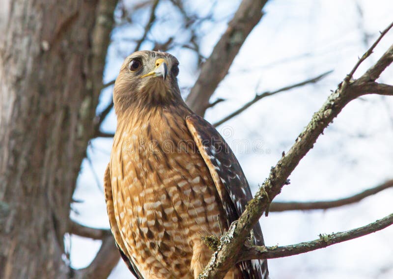 Red-Shouldered Hawk Closeup Stock Image - Image of falconry, shoulder ...