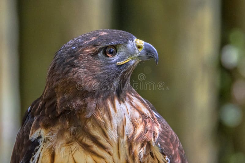 Red-tailed Hawk Profile stock image. Image of environment - 283463727