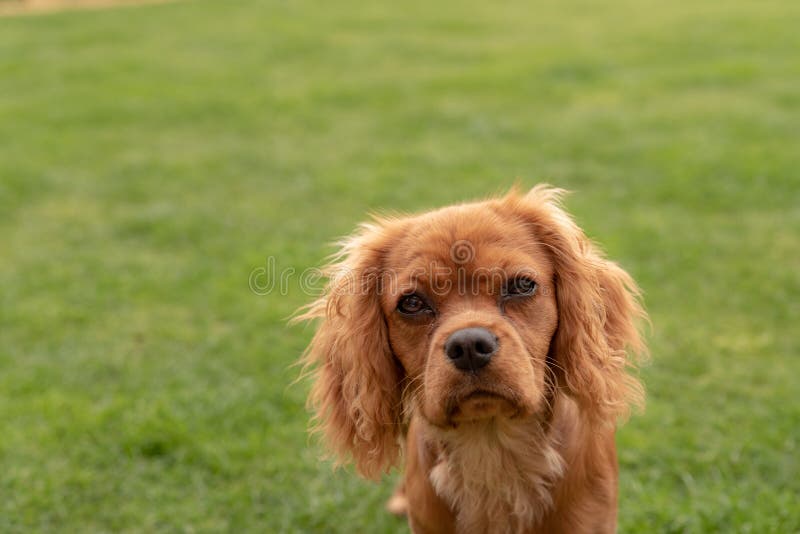 Ruby Cockalier Puppies