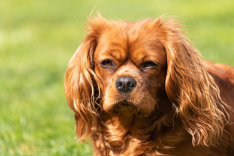 Ruby Cavalier King Charles Spaniel Stock Image - Image of ruby, close ...