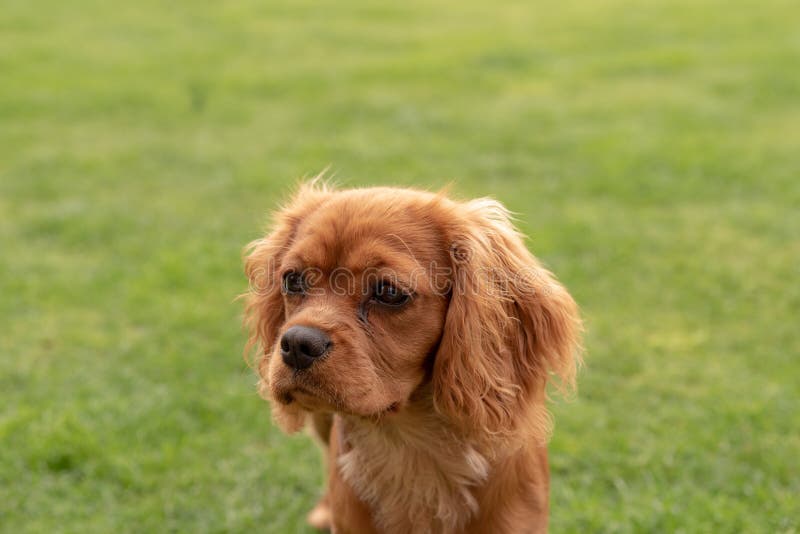 A Closeup Profile Shot of a Single Ruby Cavalier King Charles Spaniel ...
