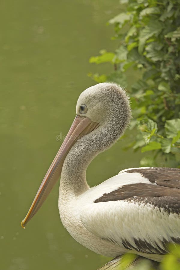 Closeup Profile View Of Pelican. Stock Image - Image of flying, orange ...