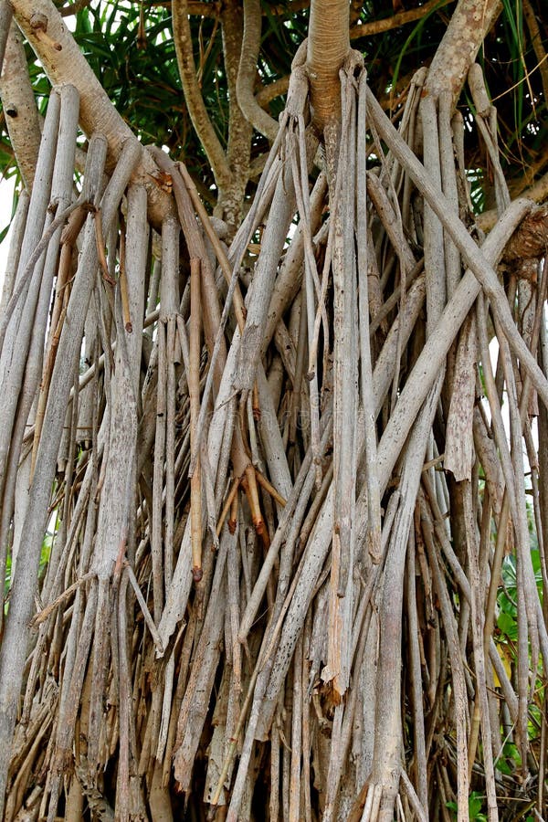 Stilt Root Screw Pine