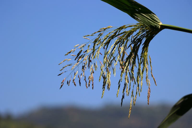 Closeup of Proso Millet Growing in a Field Under the Sunlight with a ...
