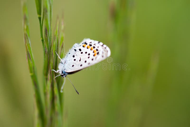 Closeup of Pseudophilotes Bavius Perching on Plant Stem Stock Image ...