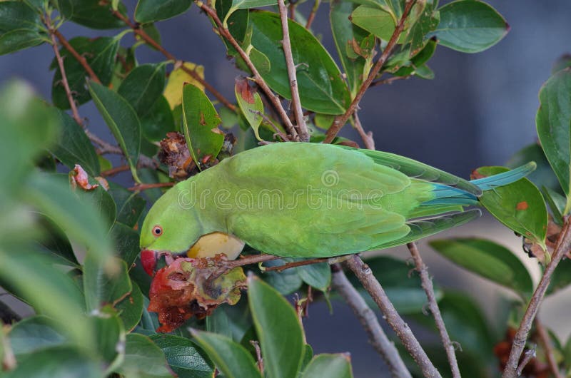Closeup of Psittacula Krameri Parakeet Eating Stock Image - Image of ...