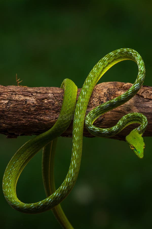 Closeup of a Pucuk Snake on a Tree Branch Stock Image - Image of ...