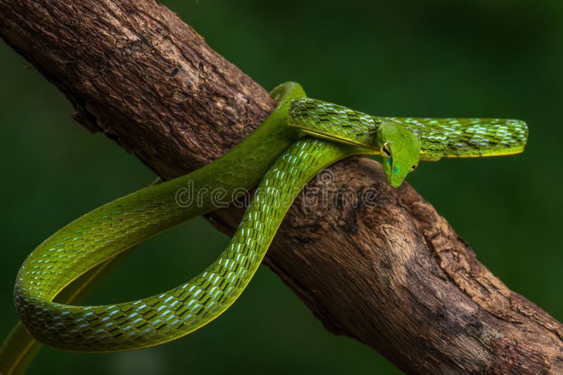 Closeup of a Pucuk Snake on a Tree Branch Stock Image - Image of forest ...
