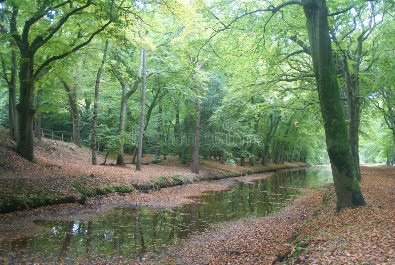 Closeup of a Puddle Covered in Leaves in a Forest Stock Photo - Image ...