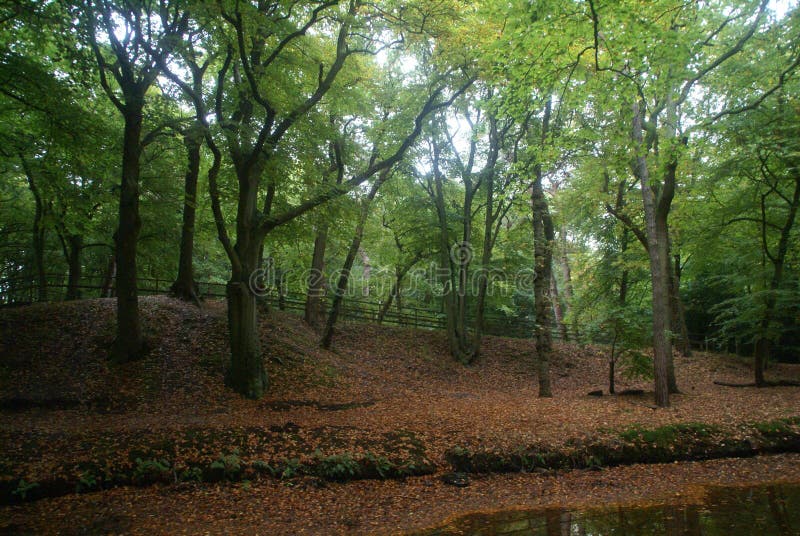 Closeup of a Puddle Covered in Leaves in a Forest Stock Image - Image ...