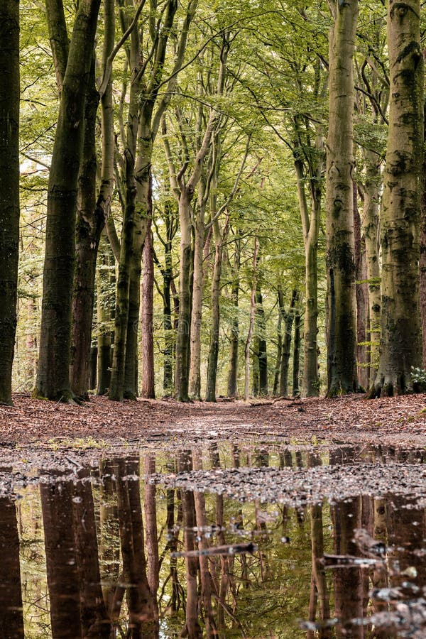 Closeup of a Puddle in the Forest Path Stock Image - Image of tree ...