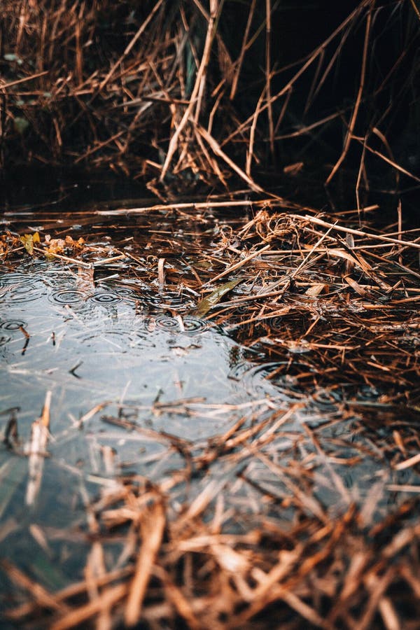 Closeup of Puddle with Grasses Stock Image - Image of nature, water ...