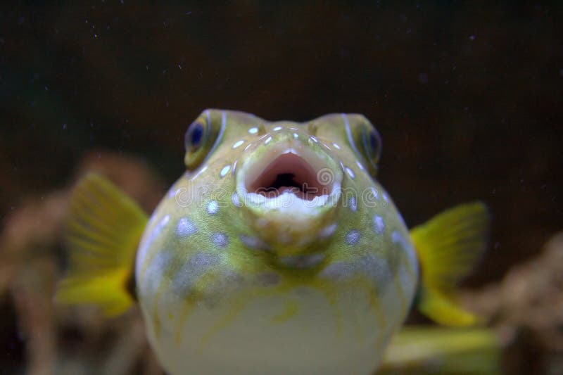 CloseUp of a Puffer Fish stock image. Image of spots - 10726041