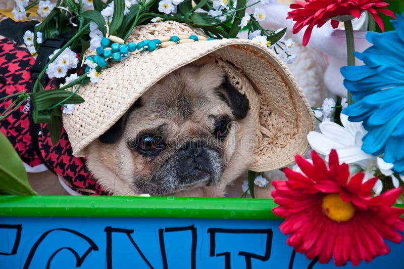 Closeup of Pug in Pug Parade Stock Image - Image of flowers, canine ...