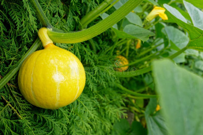 Closeup of a Pumpkin in a Garden in Southern Germany Stock Image ...
