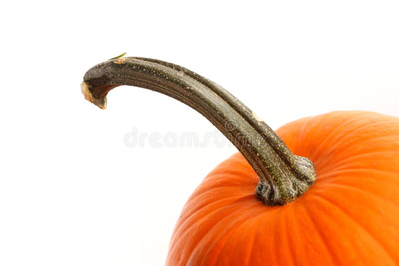 Closeup of pumpkin stalk stock photo. Image of fall - 292026588