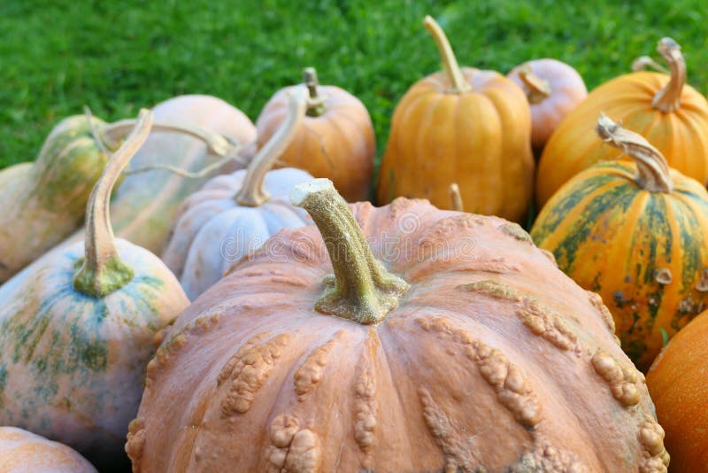 Moschata Maroc Stock Photos - Free & Royalty-Free Stock Photos from ...