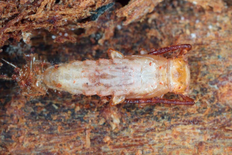 Closeup on Pupa of Silvanid Flat Bark Beetle, Uleiota Planata. Stock ...