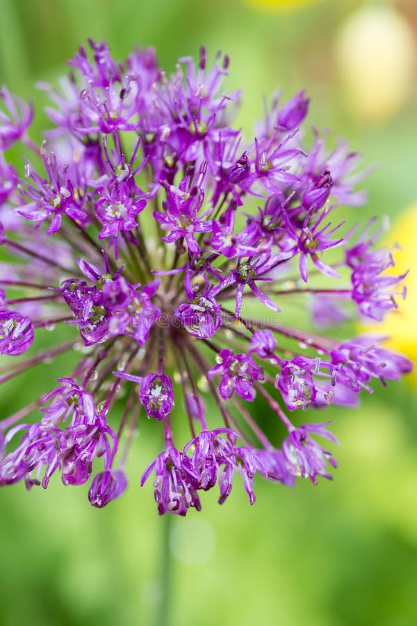 Allium Flower stock image. Image of white, purple, allium - 79949855