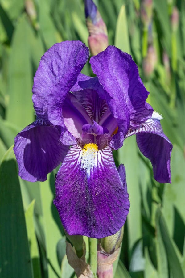 Purple Bearded Iris - Iris Croatica Stock Image - Image of may2018 ...