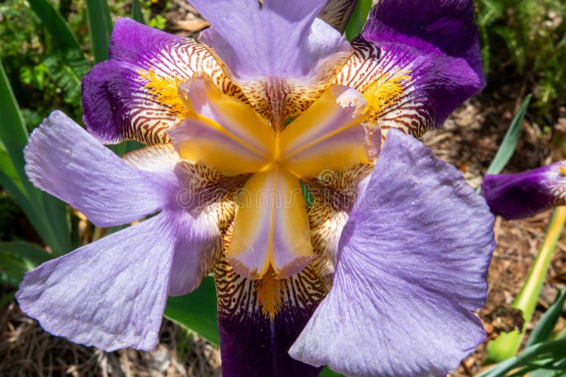 Purple Bearded Iris - Iris Croatica Stock Image - Image of may2018 ...