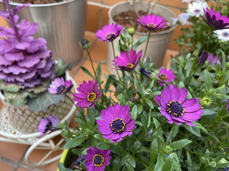 Daisy Flowers in a Pot at the Terrace Stock Photo - Image of daisy ...