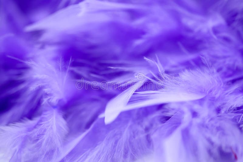 Closeup Purple Feather ,Multicolored Feathers ,background Texture ...