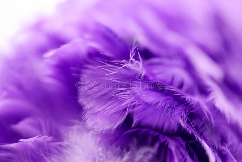 Closeup Purple Feather ,Multicolored Feathers ,background Texture ...
